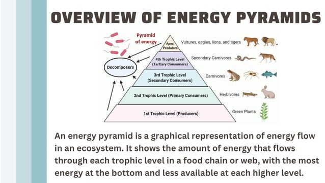A Comprehensive Guide to Ecosystems, Food Chains, Food Webs, and Energy ...