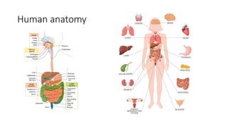 exploring human and plant anatomy for science | PPT