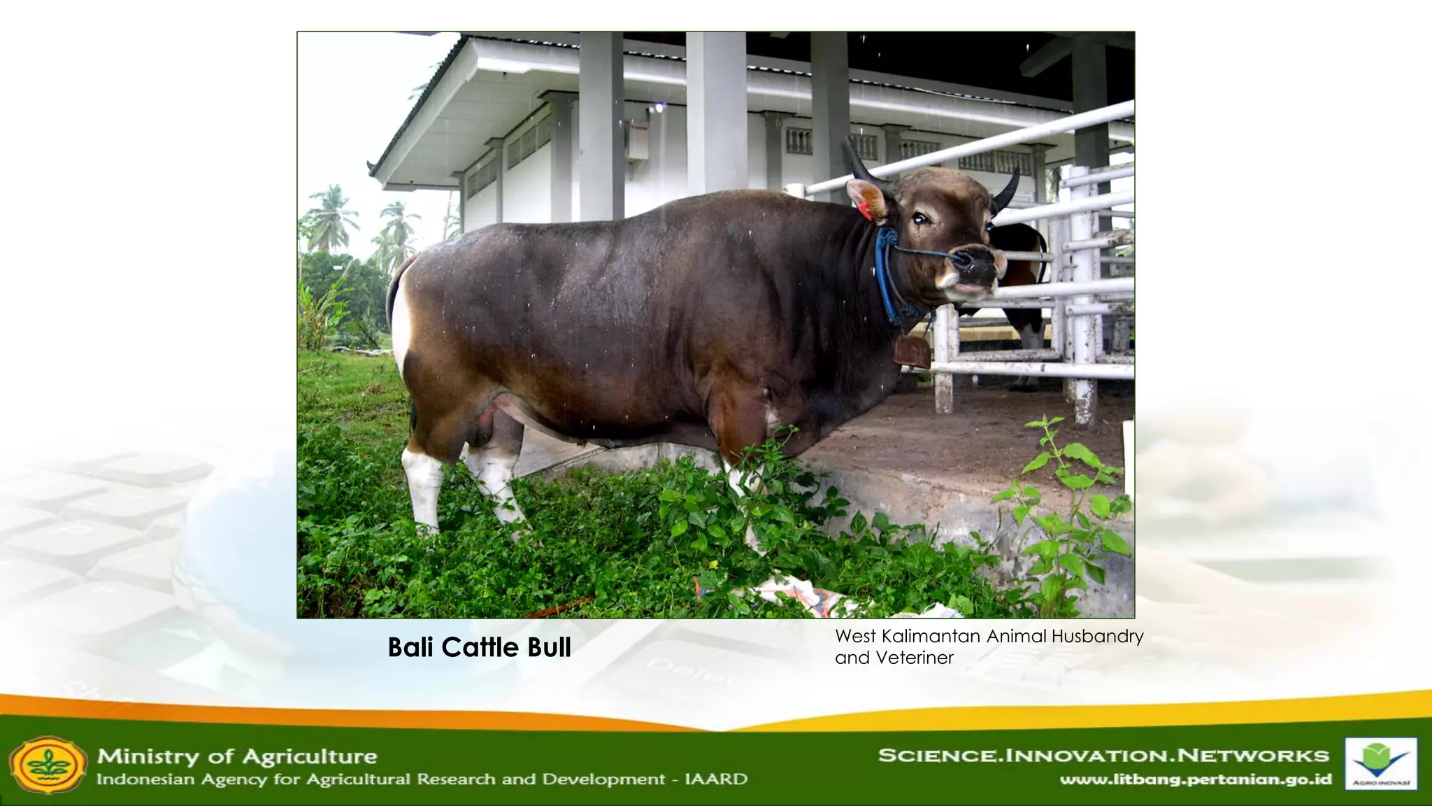 Exploring indonesian livestock system | PPT