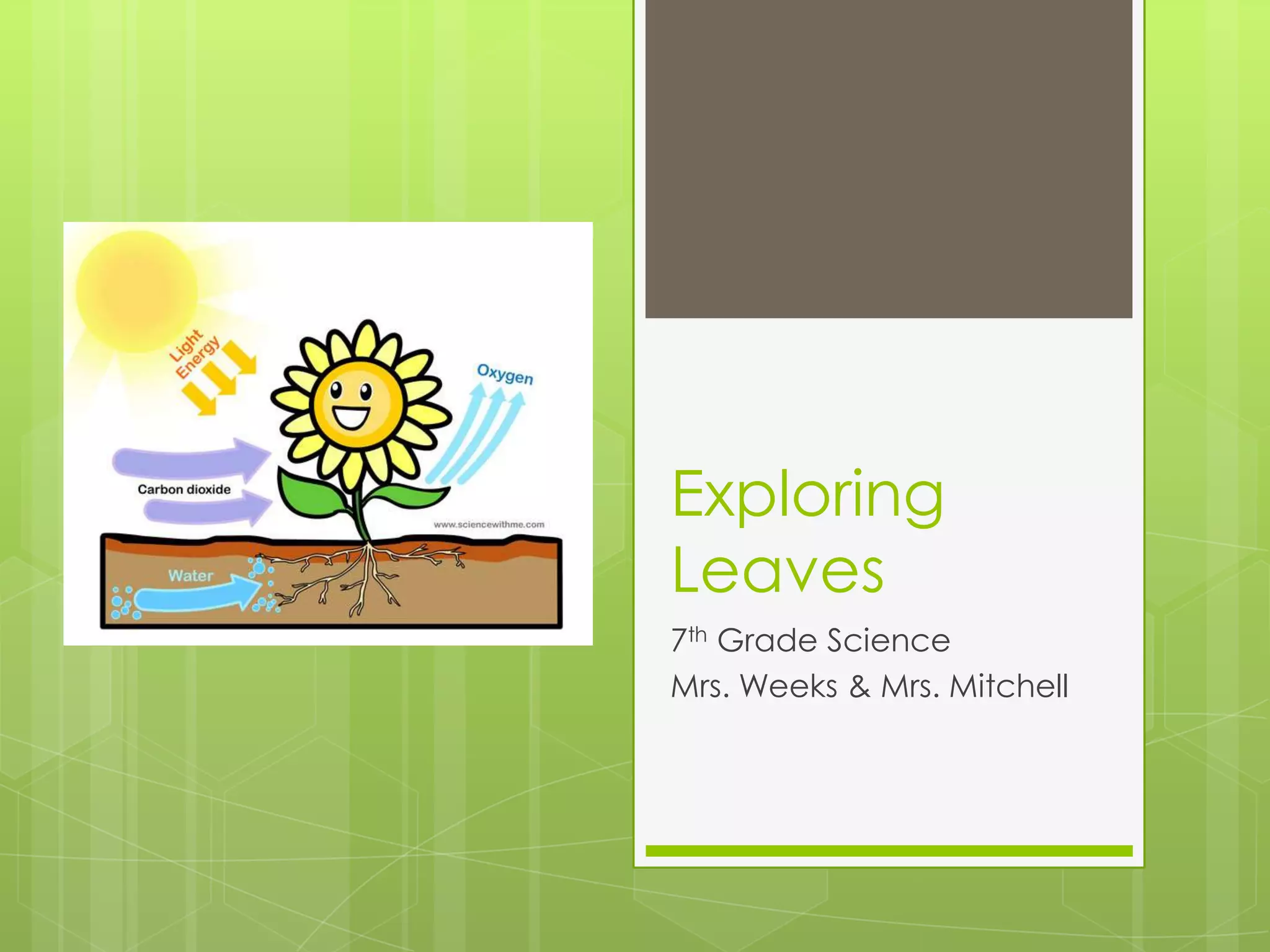 Exploring Leaves Lab | PPT
