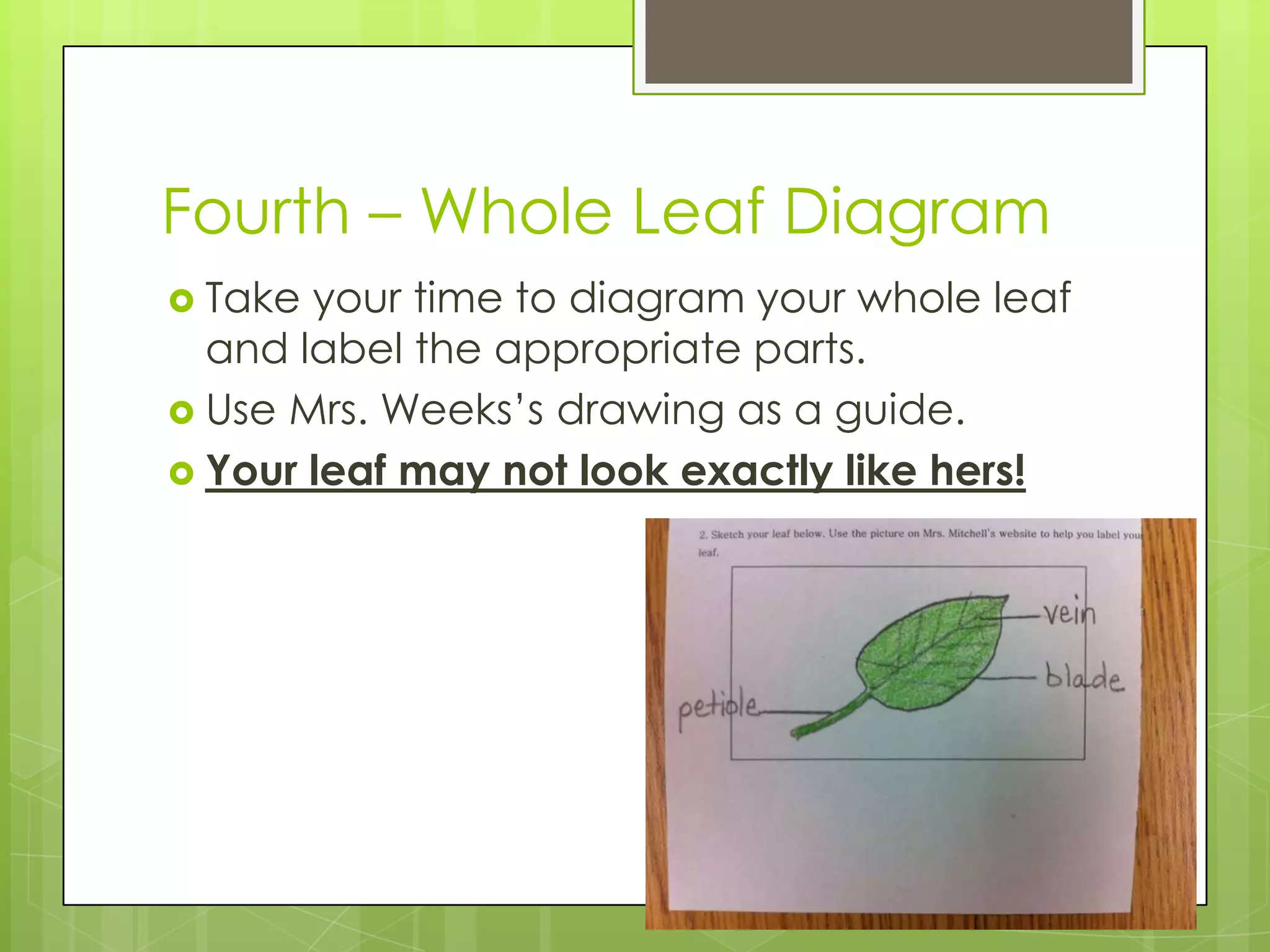 Exploring Leaves Lab | PPT