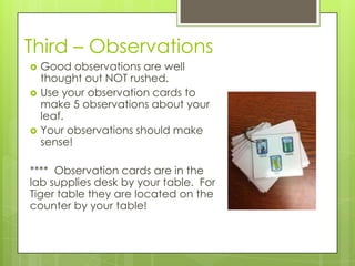 Exploring Leaves Lab | PPT