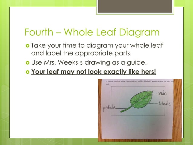 Exploring Leaves Lab | PPT
