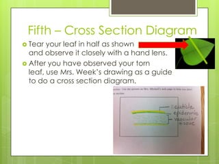 Exploring Leaves Lab | PPT