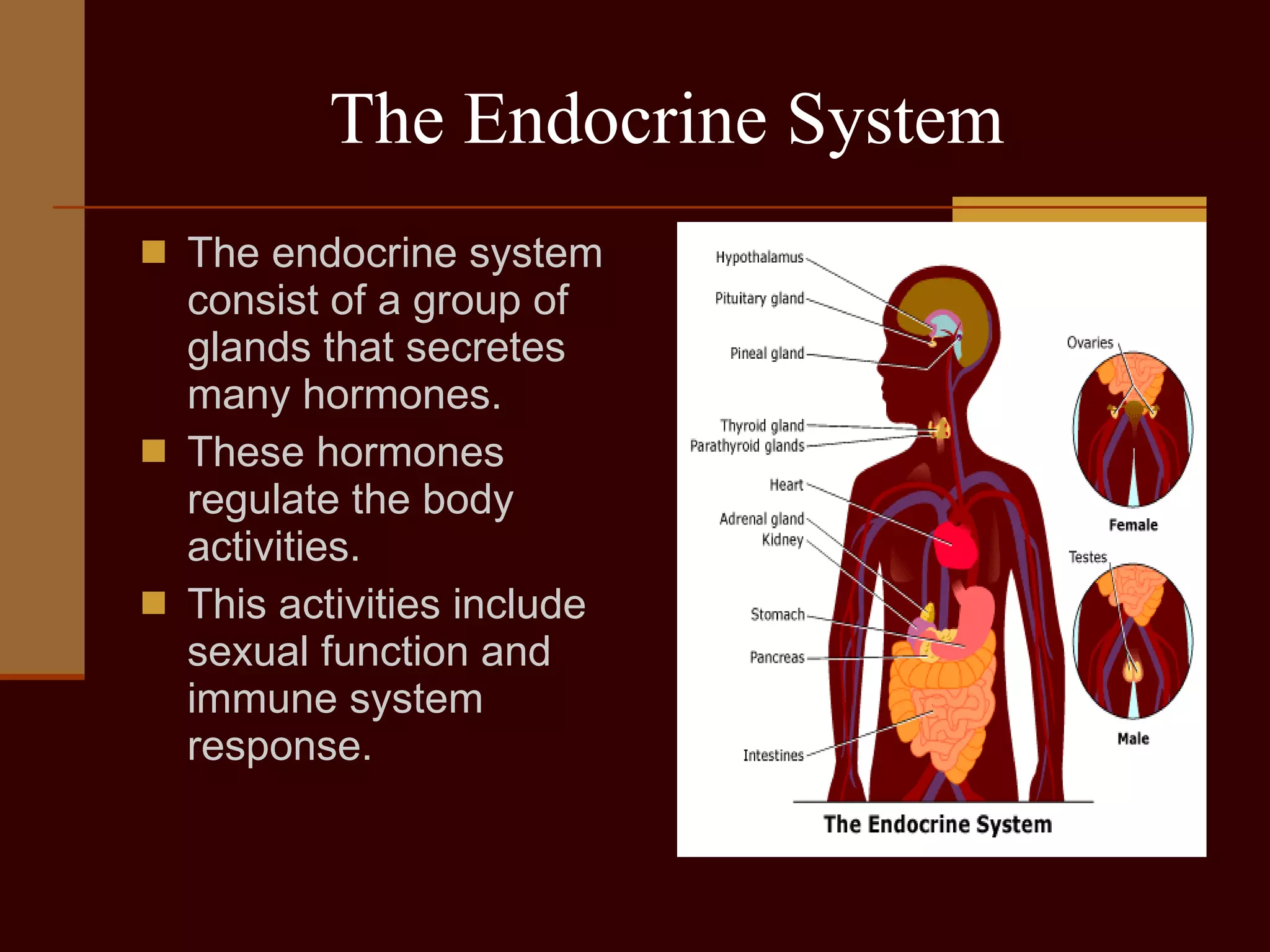 Exploring Terms Of The Endocrine System | PPT