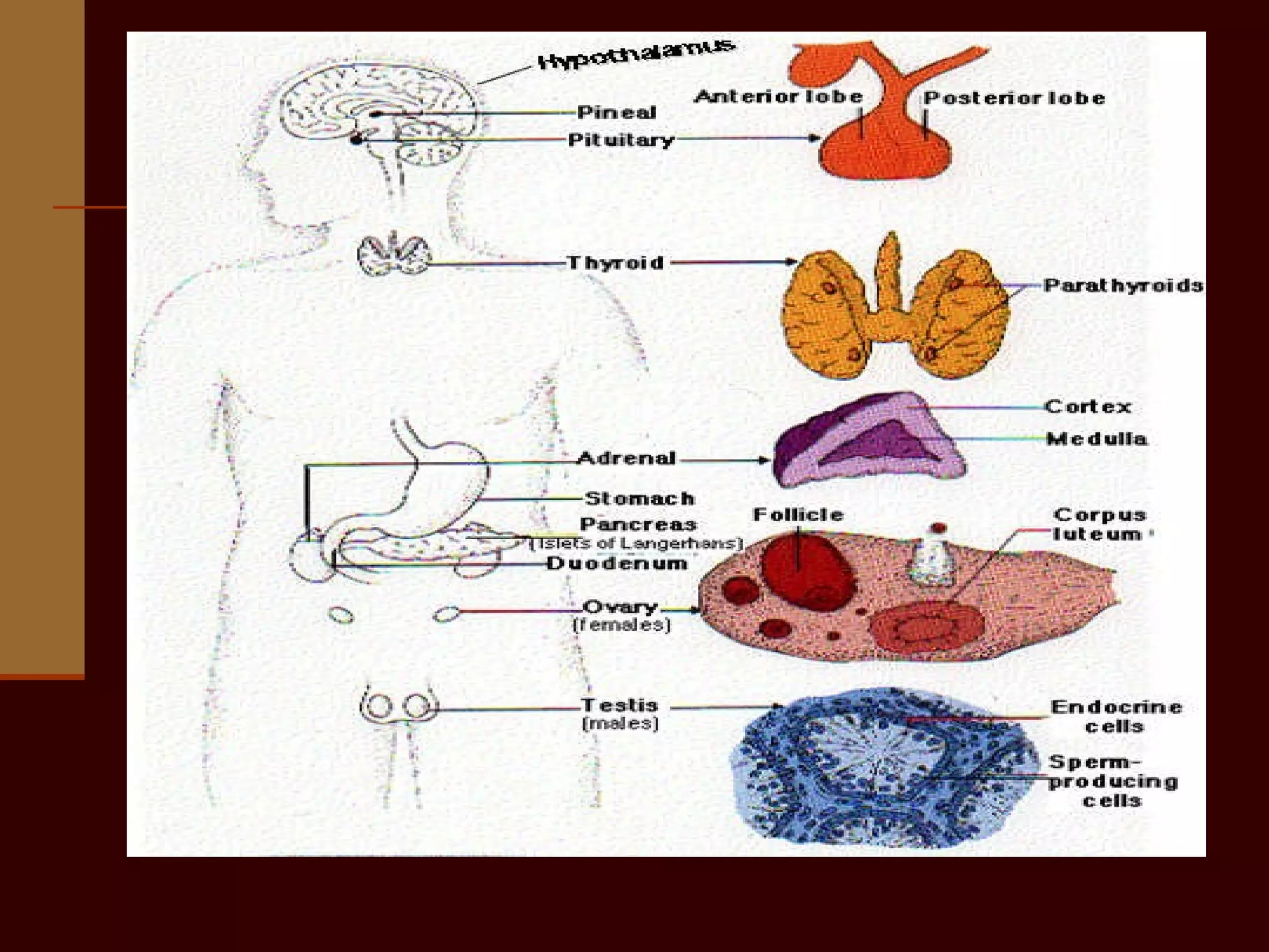 Exploring Terms Of The Endocrine System | PPT