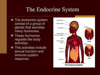 Exploring Terms Of The Endocrine System | PPT