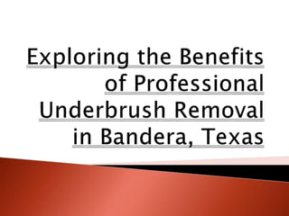 Exploring the Benefits of Professional Underbrush Removal in Bandera ...