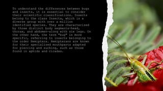 Exploring the Distinctions Between Bugs and Insects.pptx