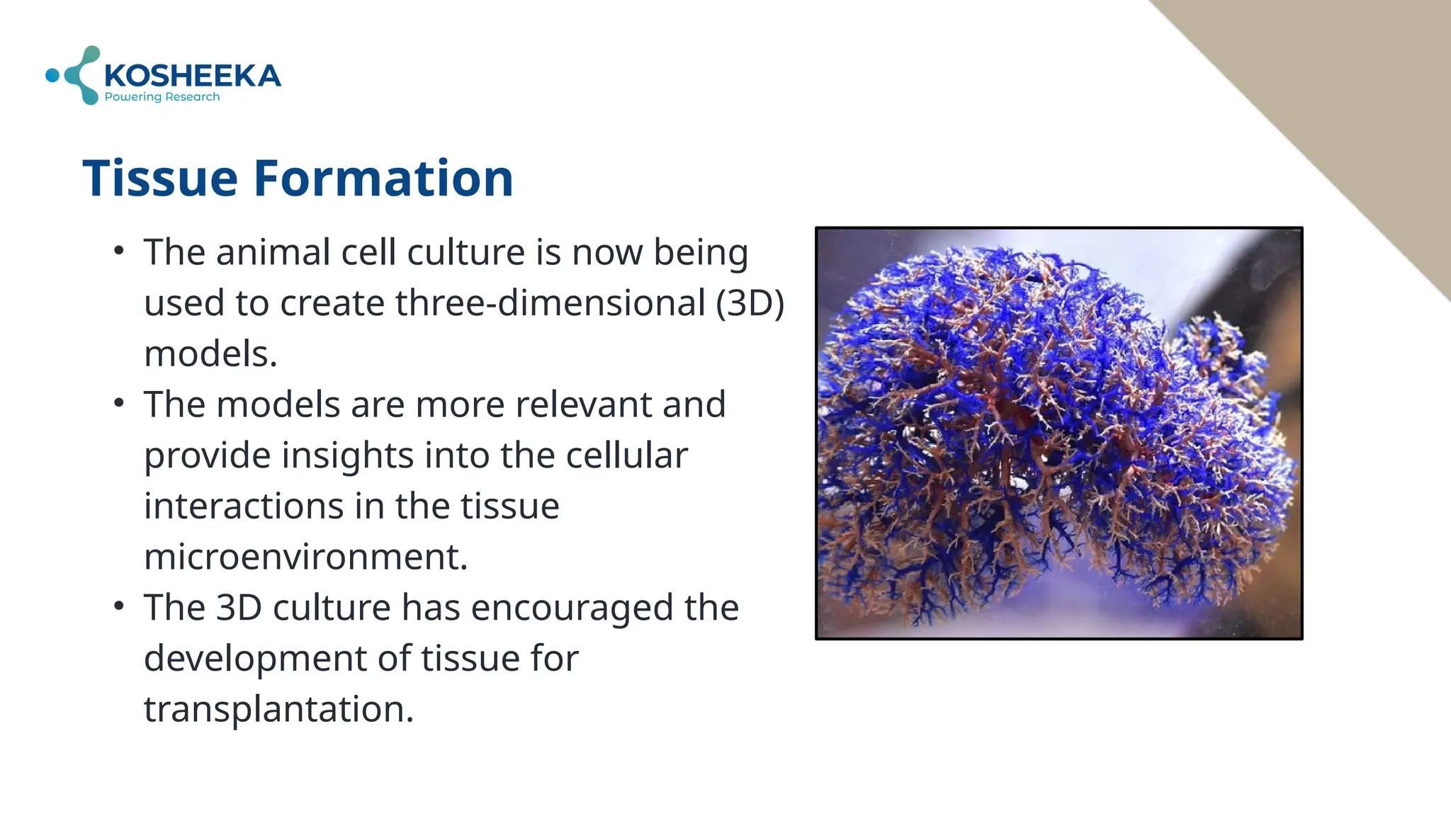 Exploring the Diverse Applications of Animal Cell Culture | PPTX