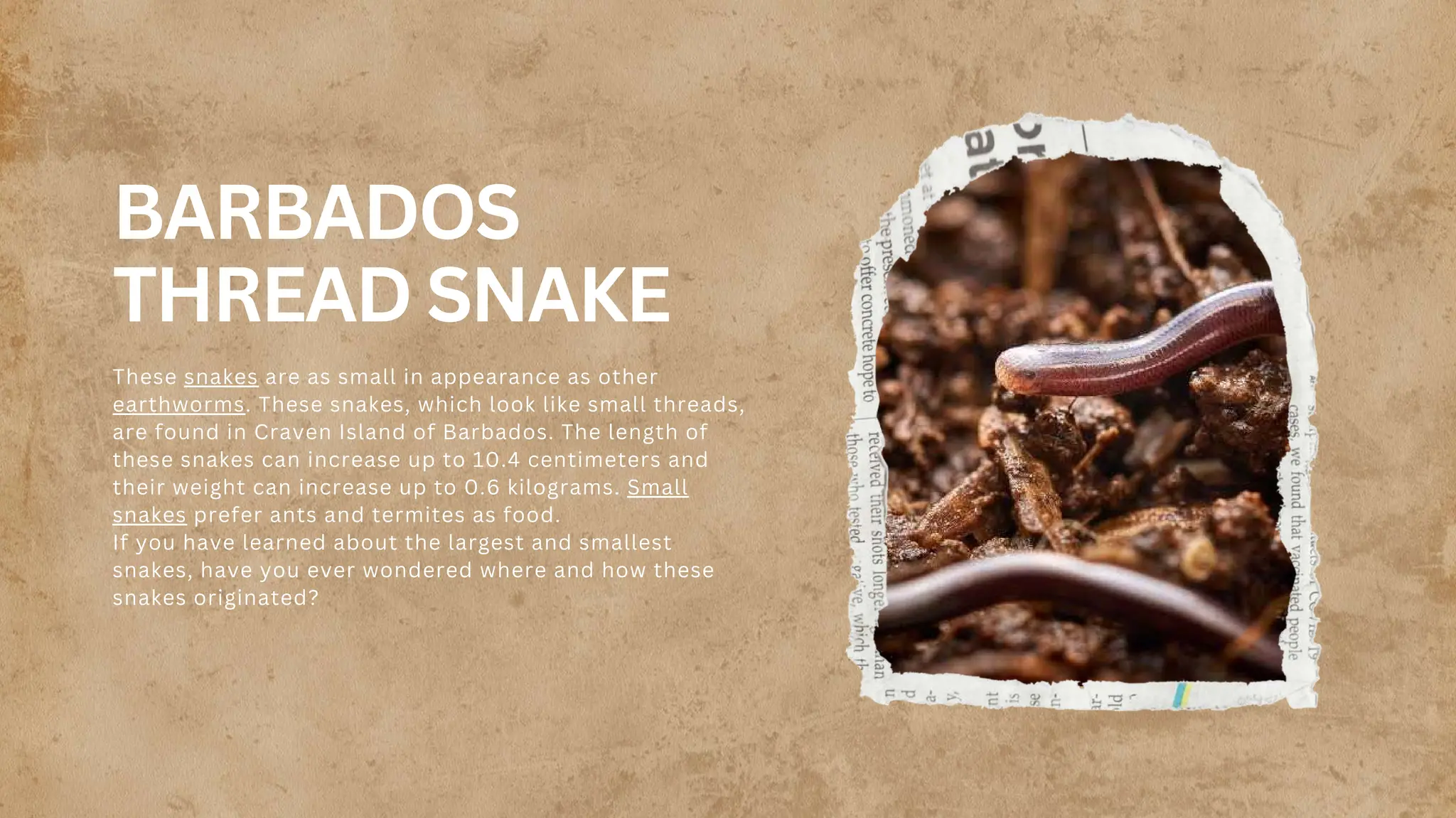 Exploring the snake evolution (wild's gravity).pdf