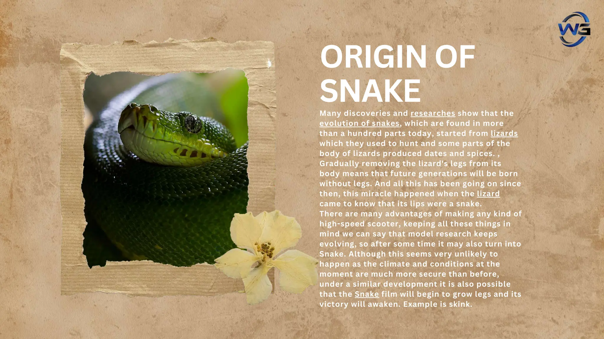 Exploring the snake evolution (wild's gravity).pdf