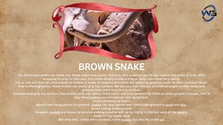 Exploring the snake evolution (wild's gravity).pdf