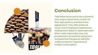 Exploring the Unique Characteristics and Benefits of Tidal Wave ...