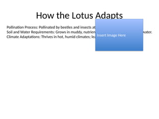 Exploring_World_of_Flora_Lotus_Class5 (1).pptx