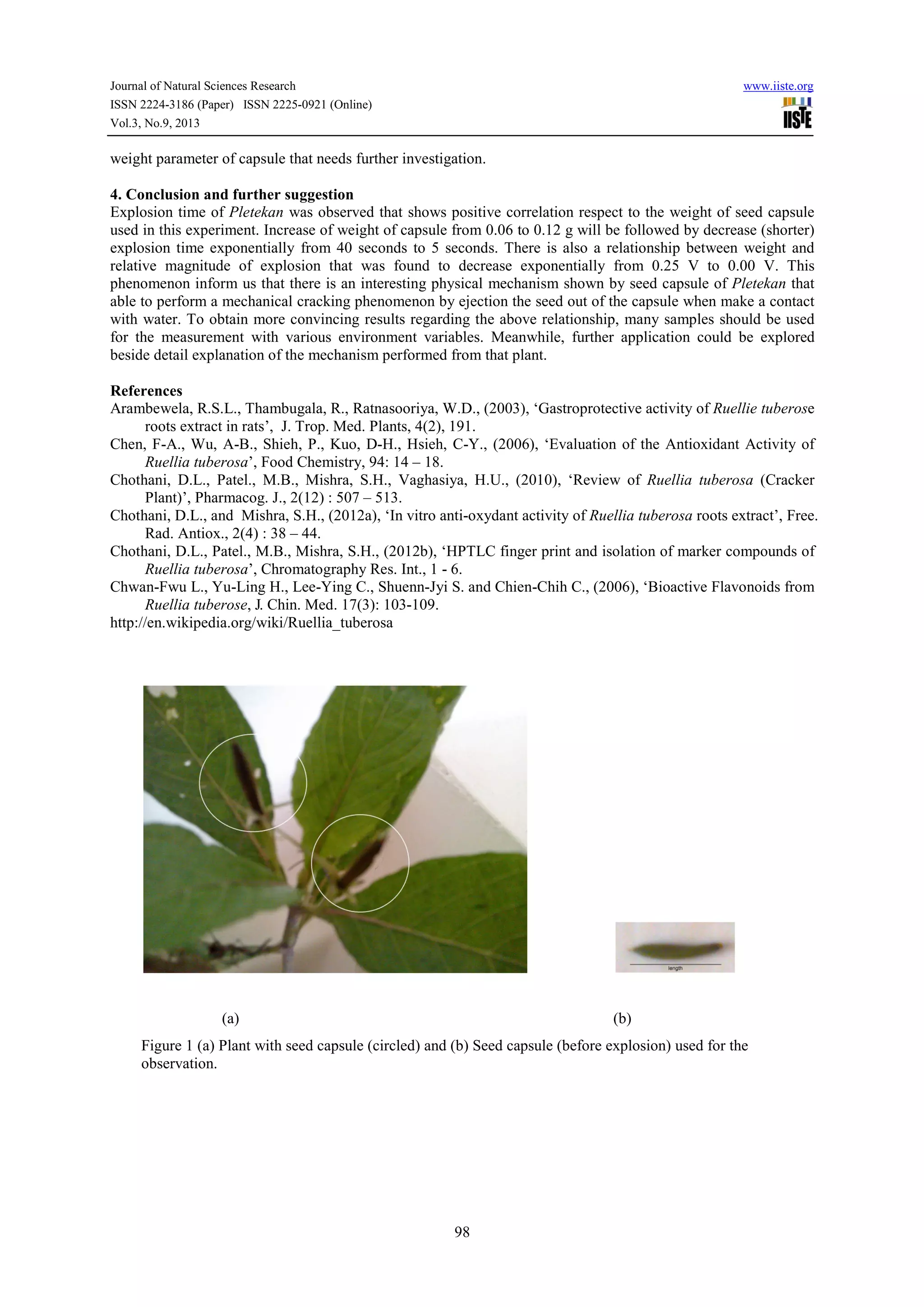Explosion phenomenon observed from seed capsules of pletekan (ruellia ...