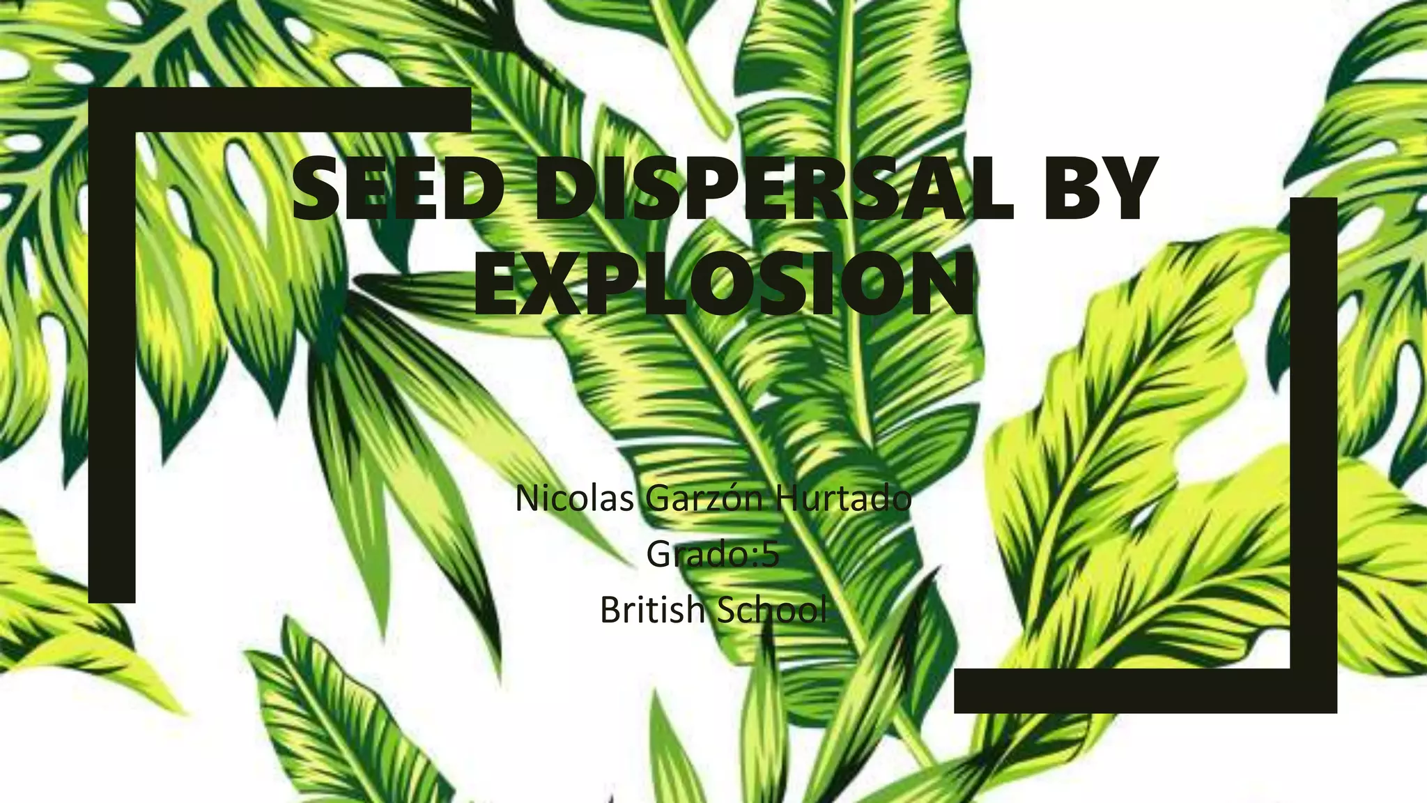 seed dispersal by explosive action | PPTX