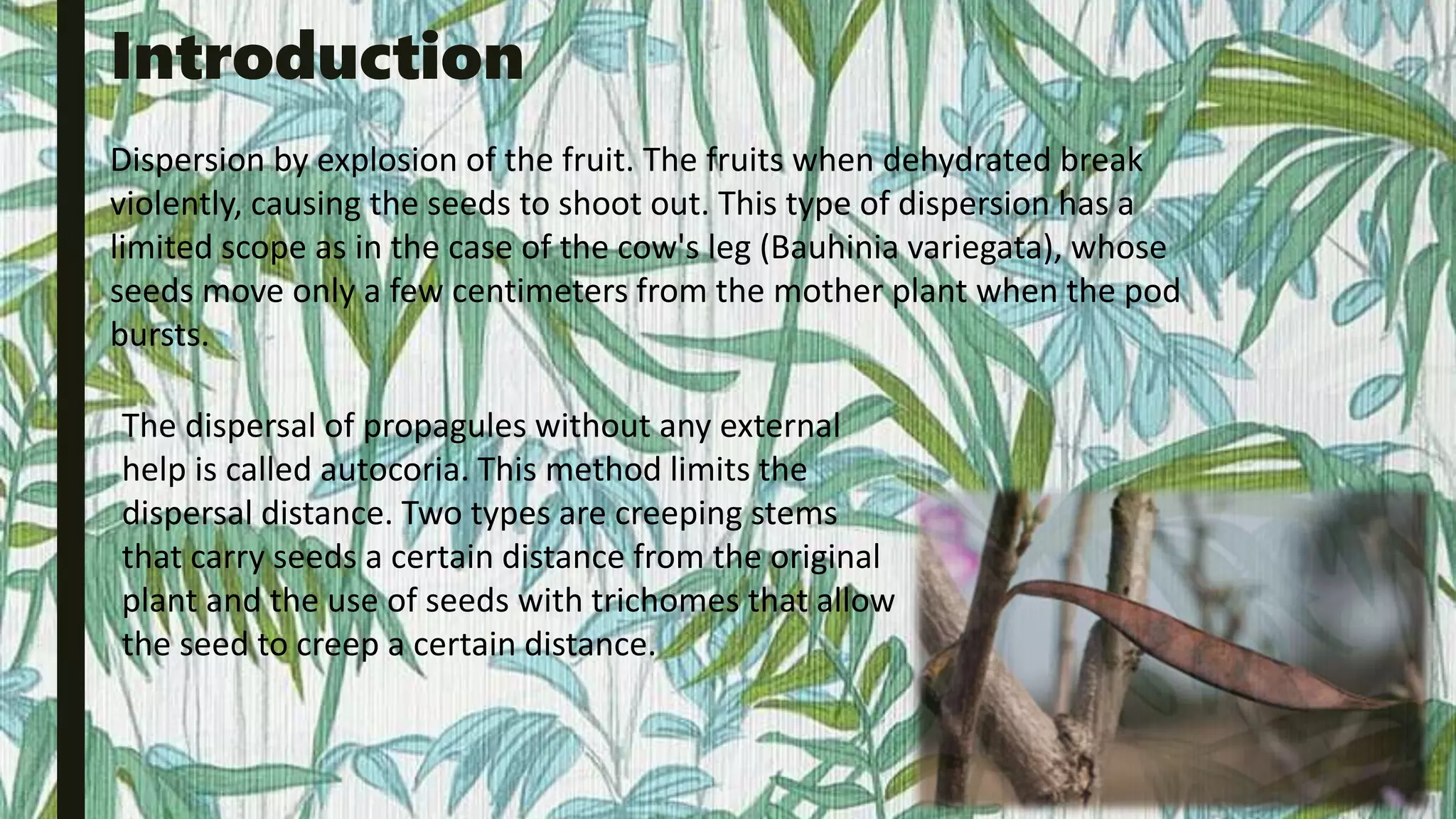 seed dispersal by explosive action | PPTX