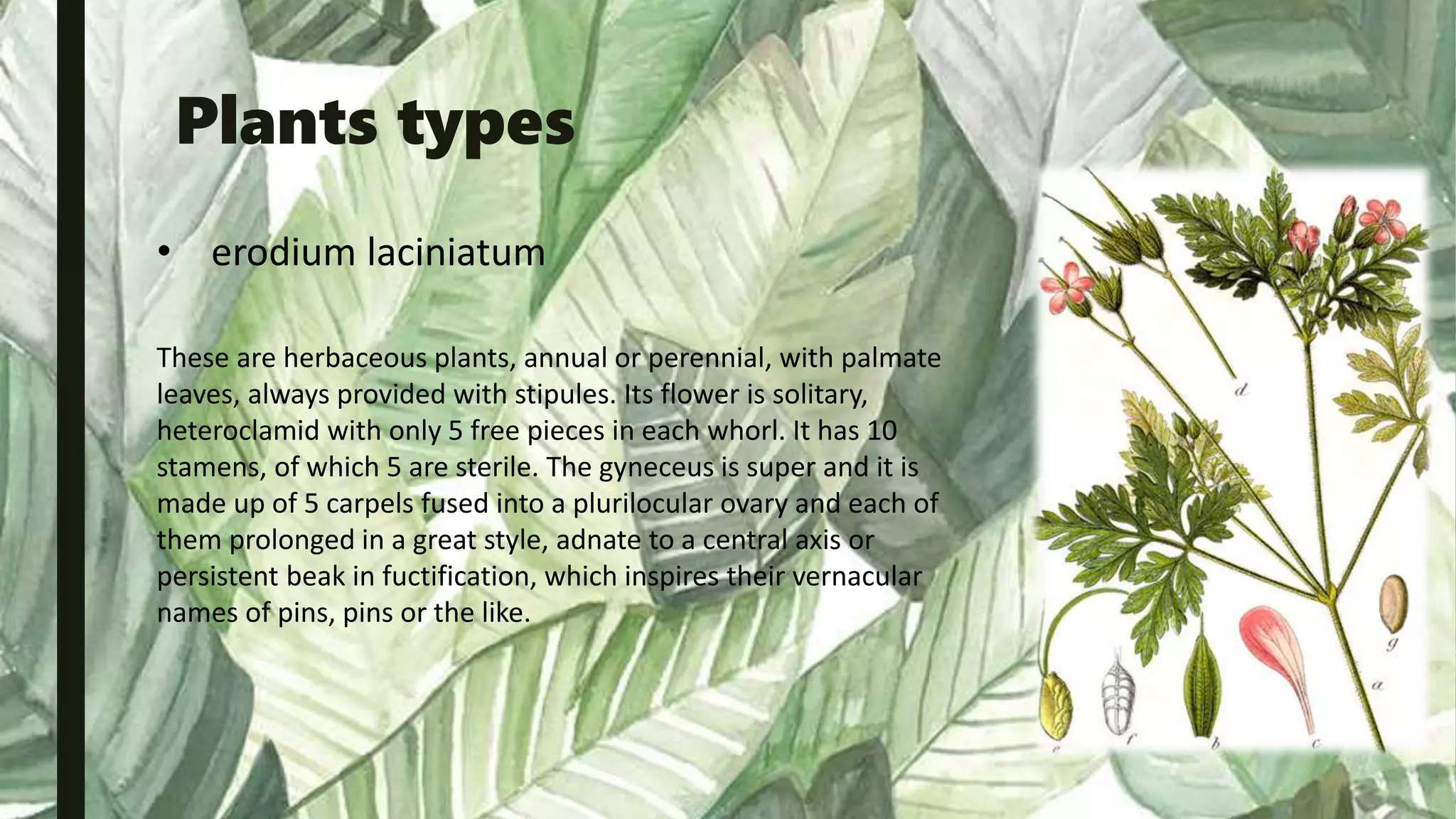 seed dispersal by explosive action | PPTX