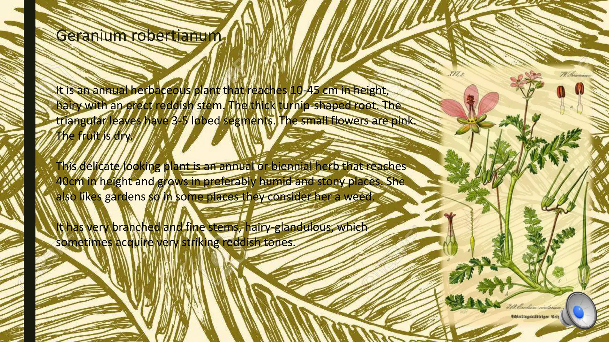 seed dispersal by explosive action | PPTX