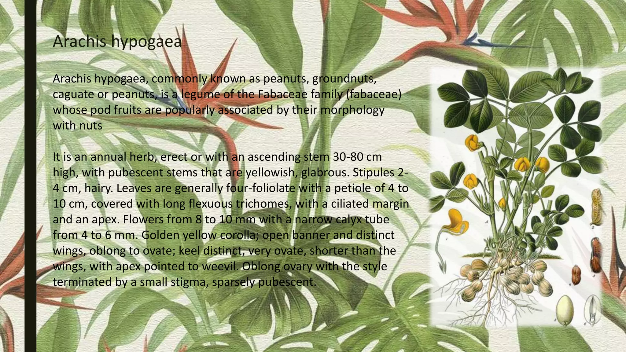 seed dispersal by explosive action | PPTX