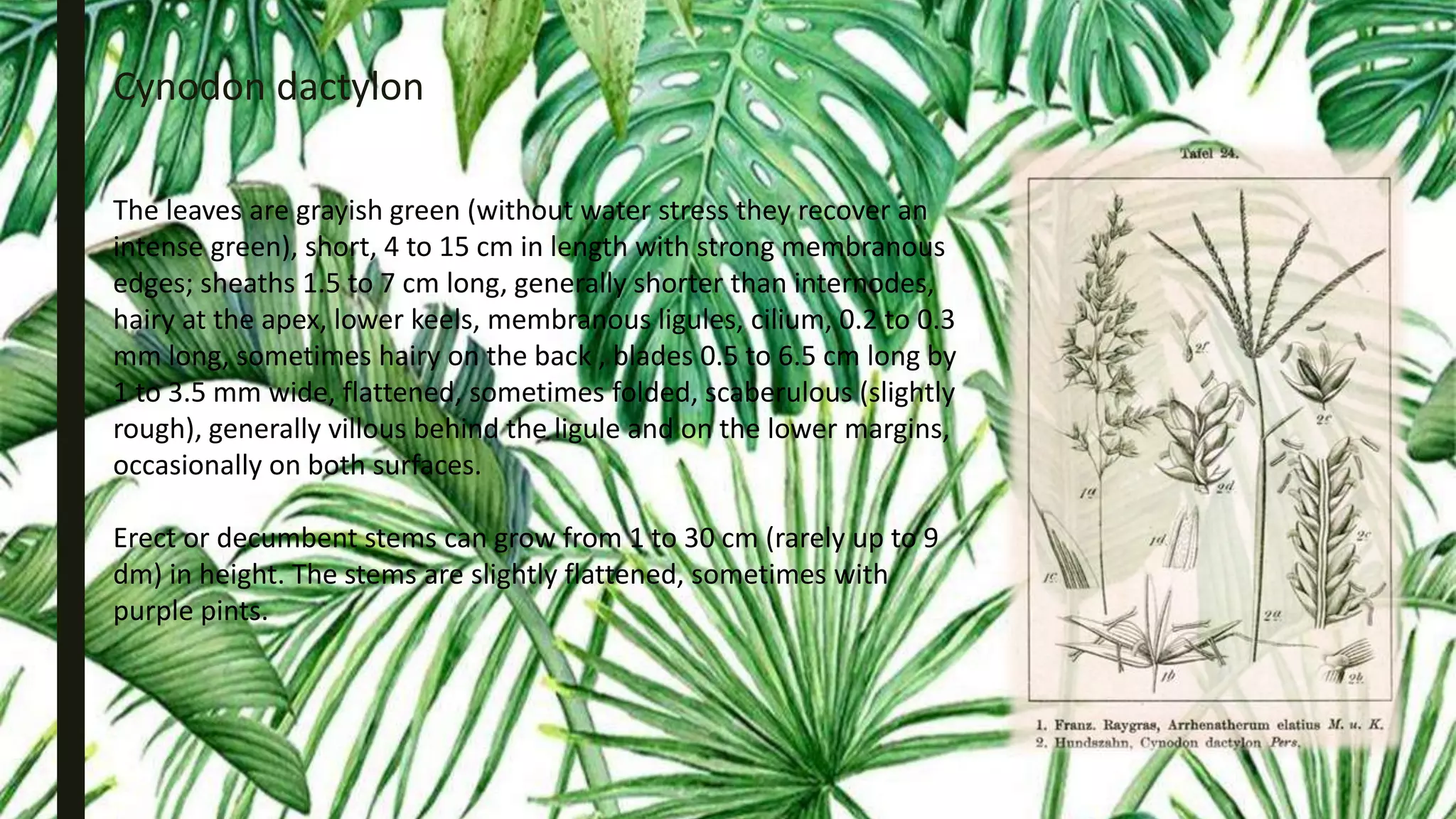 seed dispersal by explosive action | PPTX