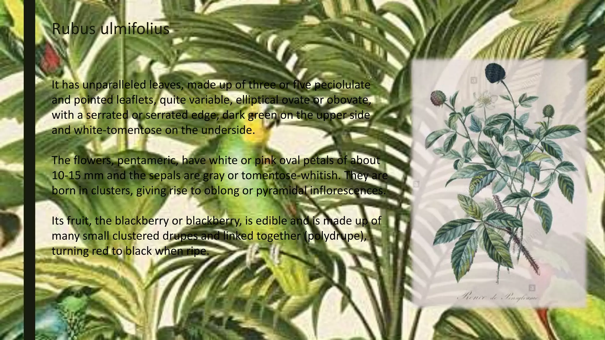 seed dispersal by explosive action | PPTX