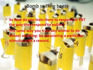 Explosives | PPT