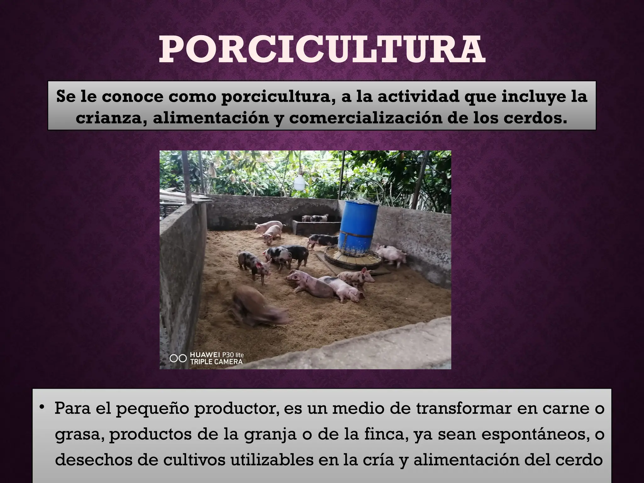 Explotación Porcina Generalidades .pptx