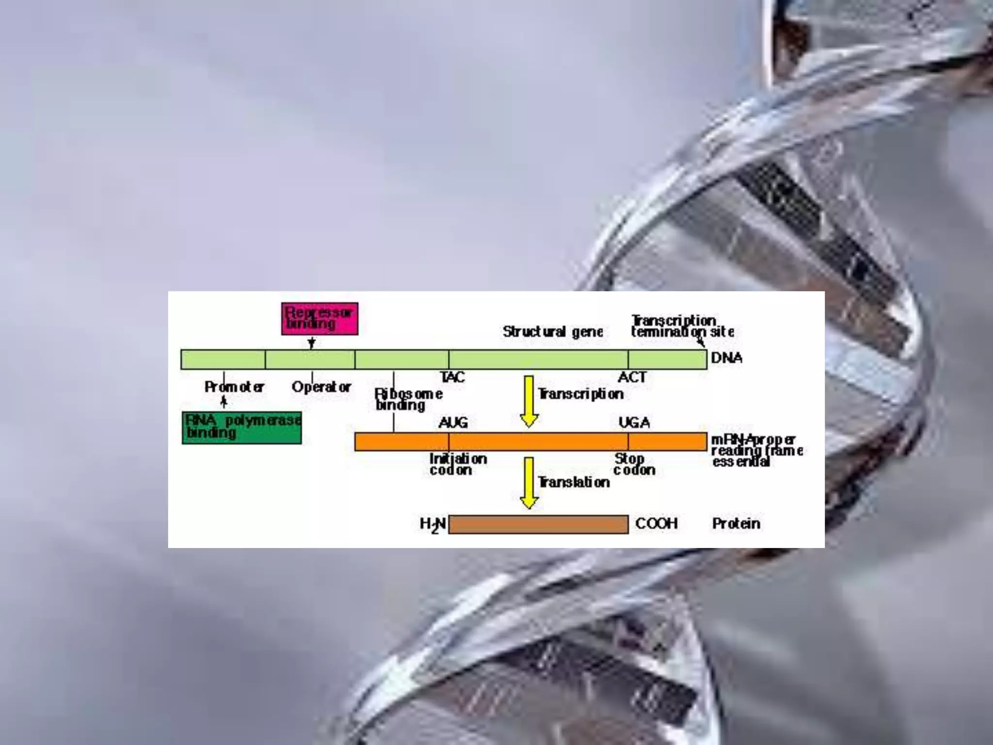 Expression vectors | PPTX