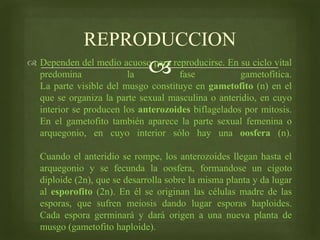 Expobotanica sitematica | PPS