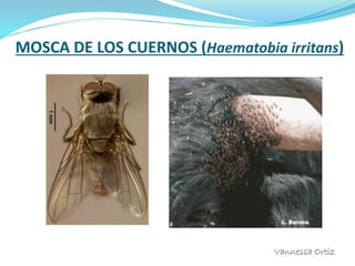 Mosca de Los Cuernos. | PPTX