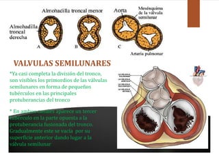 Sistema Cardiovascular | PPTX