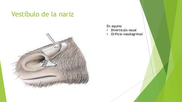 Cavidad Nasal Anatomía Veterinaria
