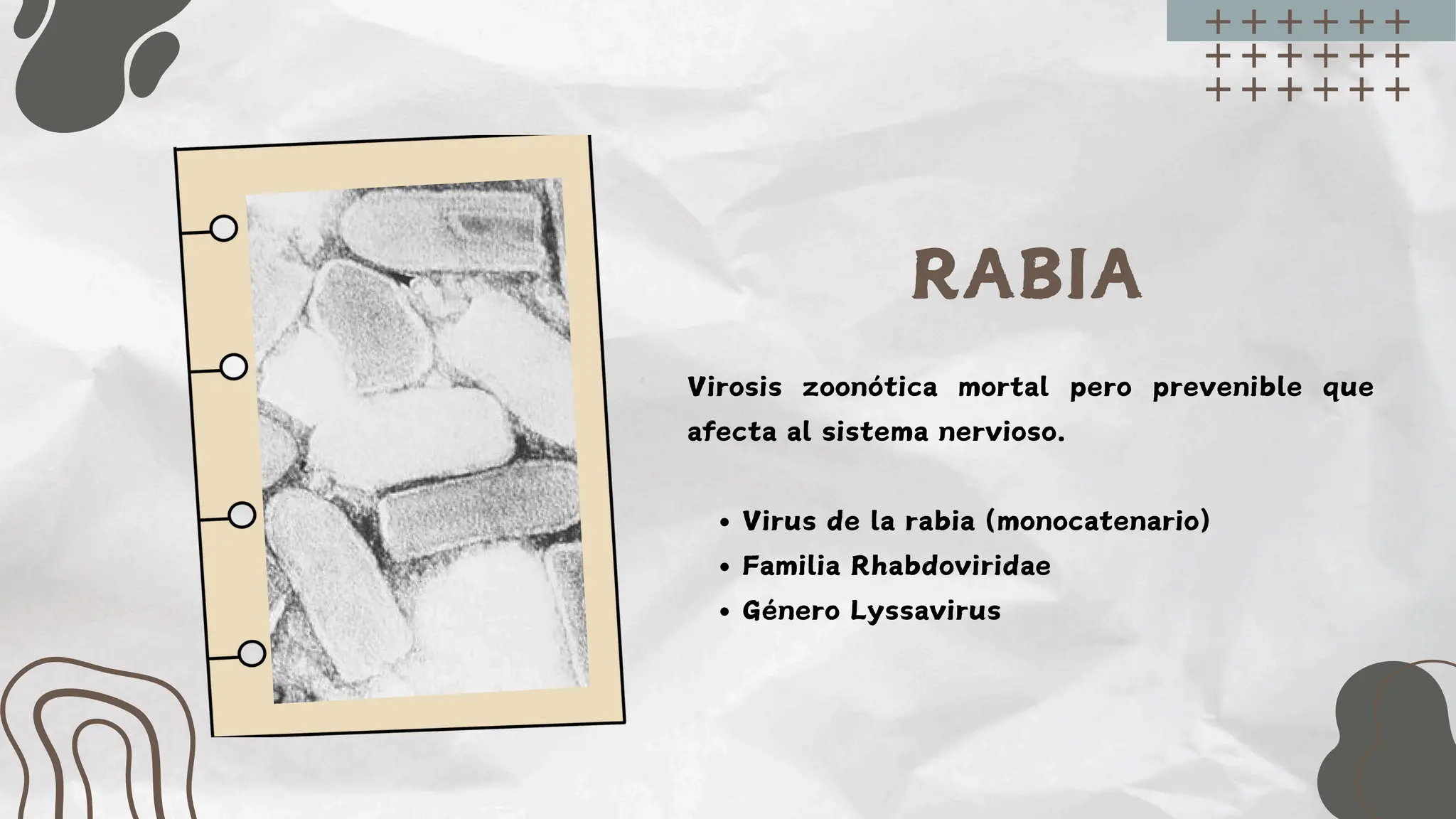La Rabia, información actualizada (2024) | PPT