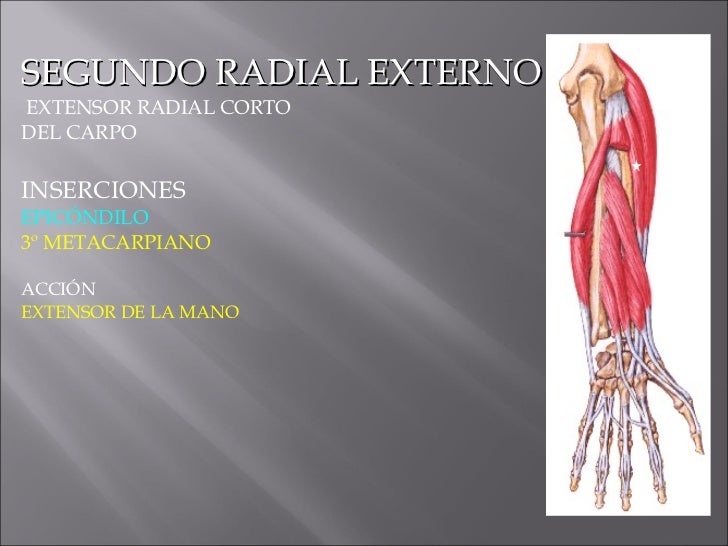 Expo Anatomia Miembros Miologia