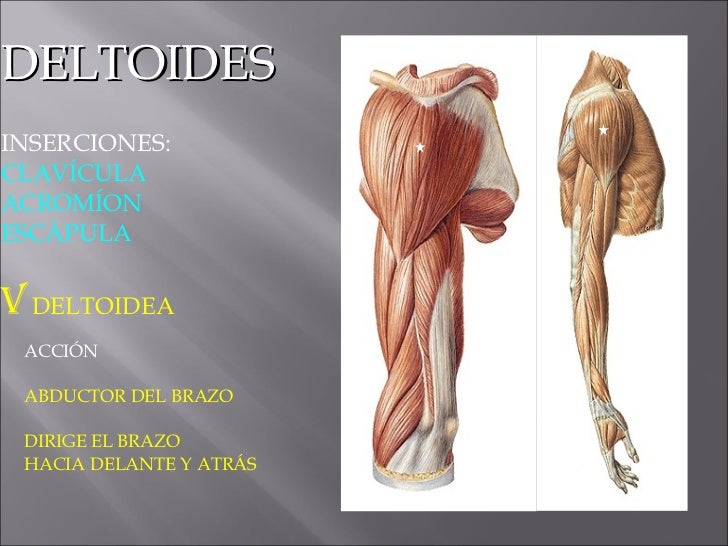 Expo Anatomia Miembros Miologia