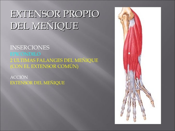 Expo Anatomia Miembros Miologia