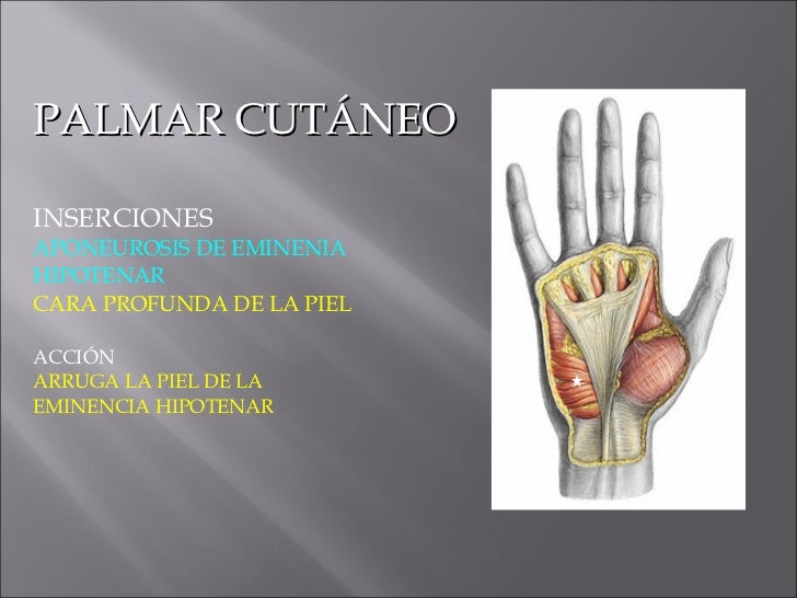 Expo Anatomia Miembros Miologia