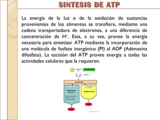 Expo Sinstesis de ATP | PPT