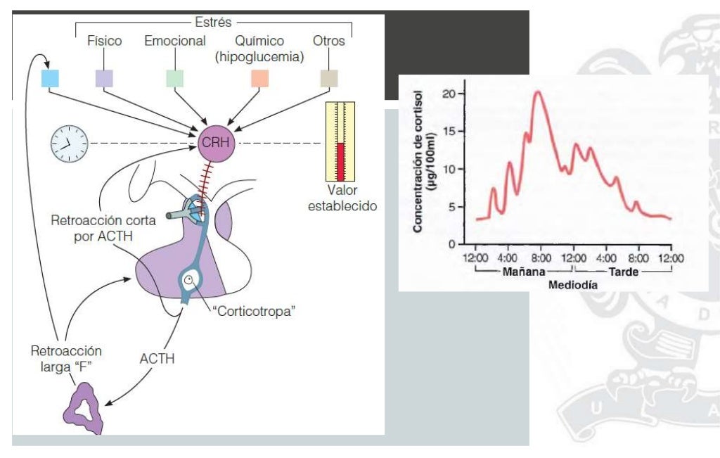 Adenoma hipersecretor de ACTH