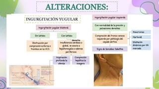 Expo Exploracion Venosapptx 1pdf