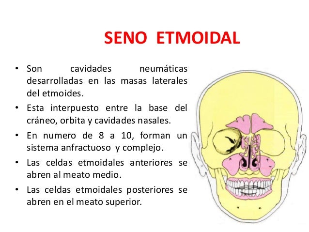 Anatomia de la nariz, senos paranasales y Faringe