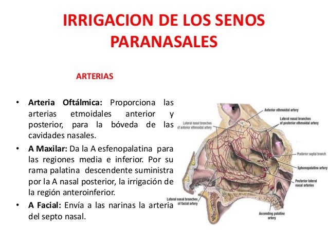 Anatomia de la nariz, senos paranasales y Faringe