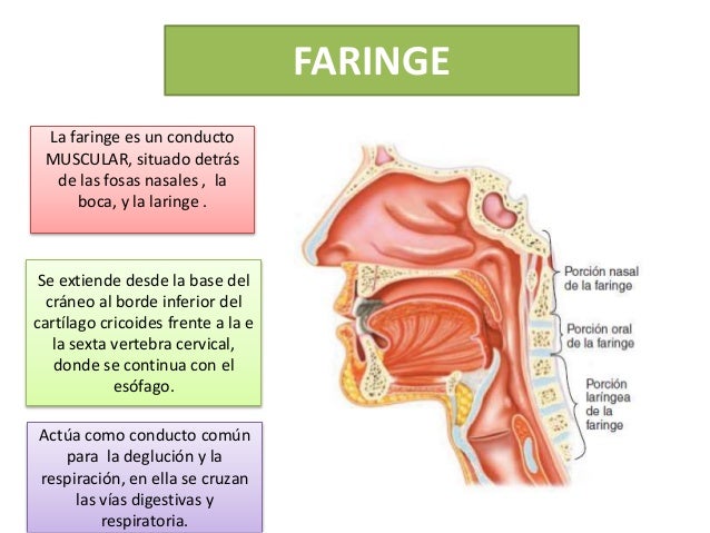 Anatomia de la nariz, senos paranasales y Faringe
