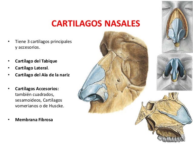 Anatomia de la nariz, senos paranasales y Faringe