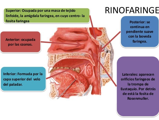 Anatomia de la nariz, senos paranasales y Faringe