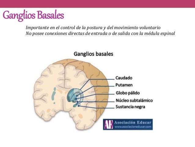 Exposicion Ganglios-Basales