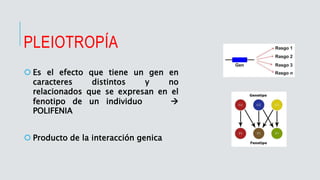 Dominancia incompleta- Pleoitropia- Epistasis | PPTX