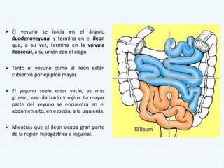 Intestino Delgado Anatomía y Fisiología .pptx